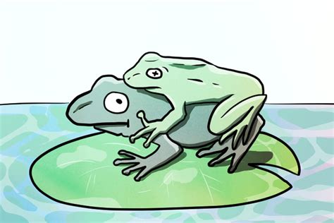 Seventh Frog Sex Position Discovered In Sexy Frog Sex Study The Verge