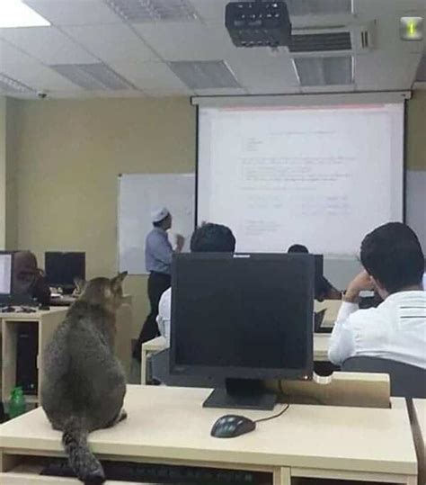 Cat Walks Into University Lecture Starts Acting Just Like A Student
