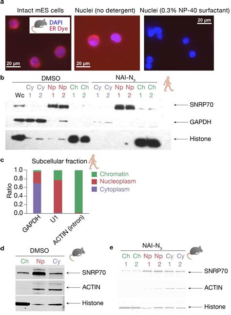 Subcellular Fractions Are Enriched For Distinct Protein And Rna Download Scientific Diagram