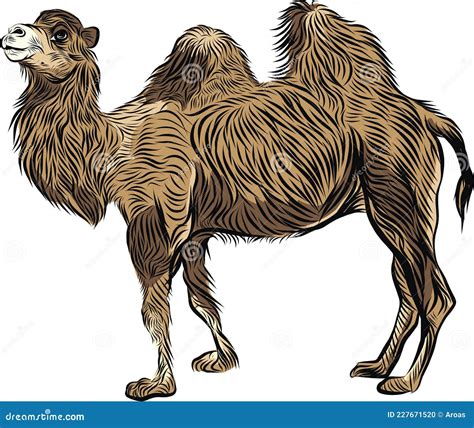 Bactrian Camel Hand Drawn Sketch Stock Vector Illustration Of