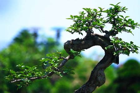 黑骨茶盆景怎么养护 农村致富网