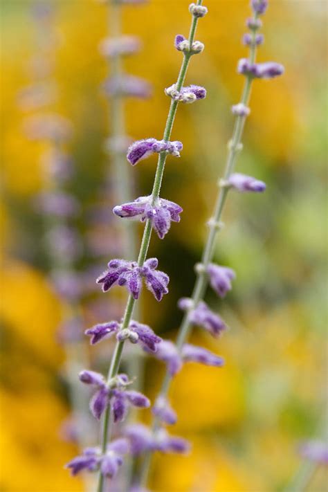 Lavender 1 Photograph By Molly Picklesimer Fine Art America