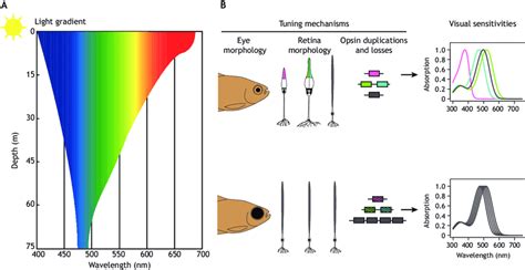 Adaptation From Shallow To Deep Water Environments A Adaptation In Download Scientific