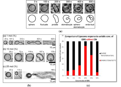 A Phase Contrast Microscopic Image Of The Transformation Of