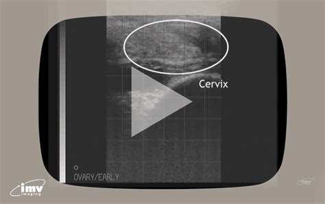 Bovine Ultrasound Video Clip From A Pregnant Cow Imv