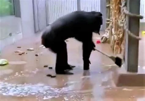 시키지도 않았는데 혼자 빗자루 들고 바닥 쓸고 유리까지 닦으며 청소하는 청결 침팬지