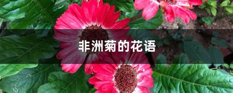 非洲菊的花语 花百科