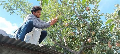मुस्ताङमा आजदेखि स्याउ टिप्न सुरु News Portal Of Global Nepali