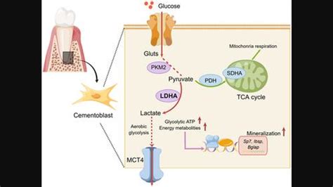 成牙骨质细胞中的糖代谢重编程：增强细胞矿化的重要目标 The Faseb Journal X Mol