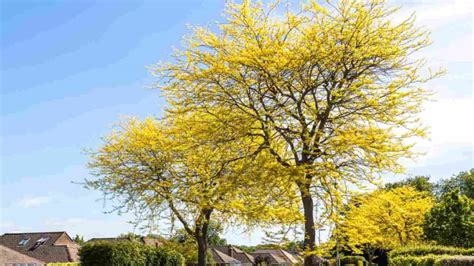 Honey Locust Description Types And Care Tips Full Guide