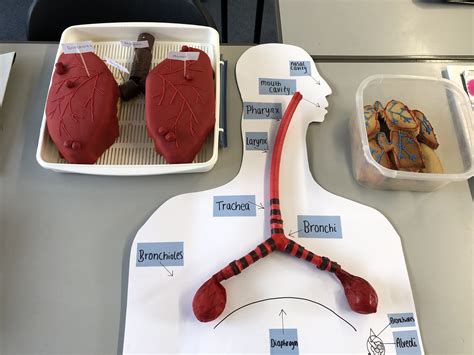 Respiratory System Model