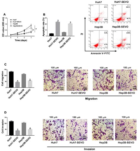 Sevoflurane Sevo Suppressed Cell Proliferation Migration And