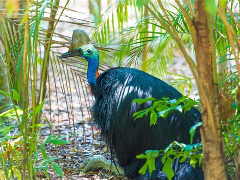 The Southern Cassowary The Living Dinosaur Of The Rainforests New