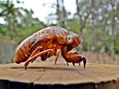 Cronicas De La Cigarra AAAS Subaru Prize For Excellence In Science Books