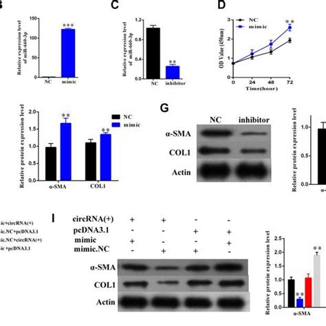 The Hsa Mir 660 3p Can Promote The Proliferation And Activation Of Hscs