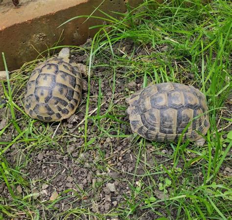 Kornjace Cancare Kornjača čančara Kornjače Ostalo Olxba