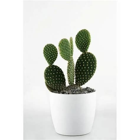 Bunny Ears Cactus At ₹ 379piece Cactus Plants In New Delhi Id