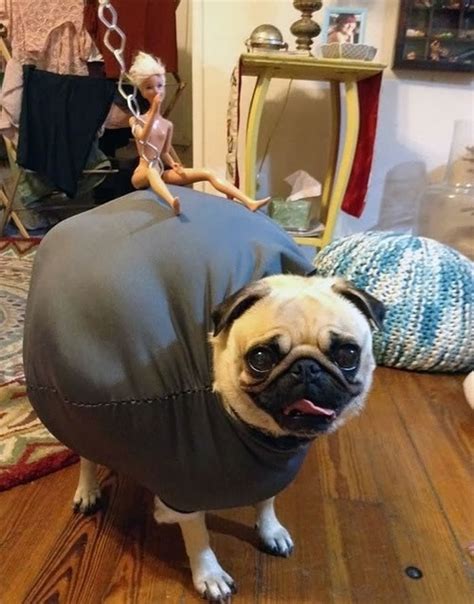 Dog Halloween Costumes 17 Crazy Pug Pics