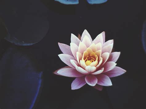 What The Lotus Flower Symbolizes In Buddhism Buddhability