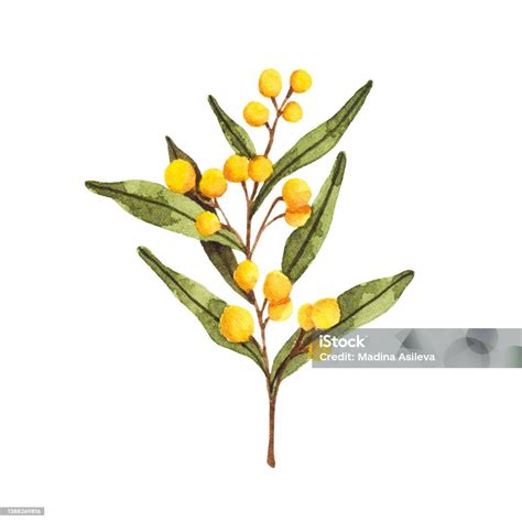 수채화 봄 미모사 가지 꽃녹지가 흰색 배경에 단풍을 남깁니다 꽃봄 부활절 꽃 일러스트 미모사에 대한 스톡 벡터 아트 및 기타