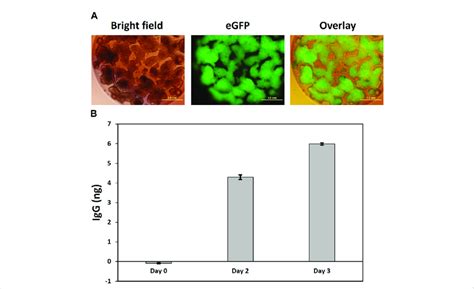 Secretion Of Igg From Encapsulated Clone 6b1 Cells A Representative