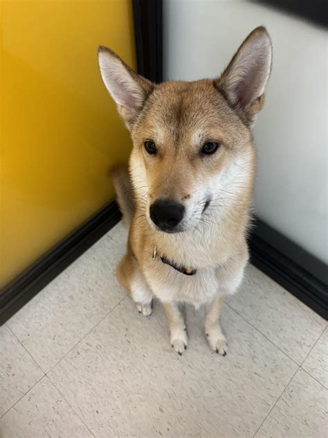 울프진도믹스 재동이 강아지 안심분양 강아지•고양이입양 강아지보호소 고양이보호소 무료분양 아이조아보호소