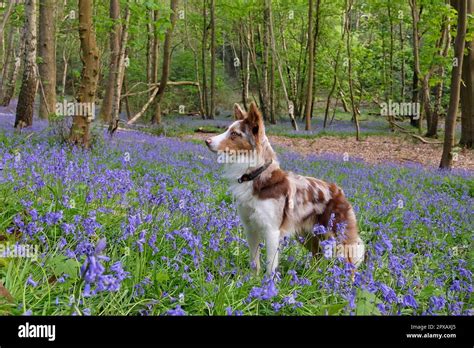 A Tri Coloured Red Merle Border Collie Stood In Bluebell Woods Surrey