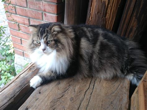 Premium Photo Cat Sitting On Wooden Floor