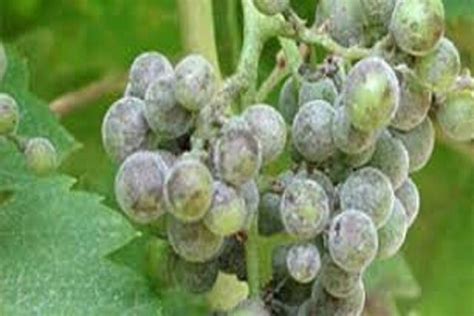 بیماری سفیدک انگور در تاکستان‌های خراسان شمالی کنترل شد ایسنا