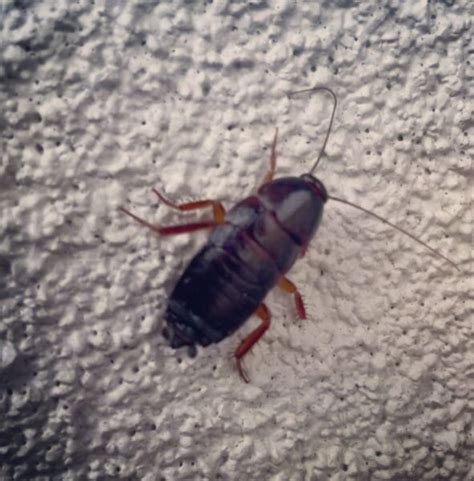 Cockroach Life Cycle Metamorphosis Of Intriguing Insects Learn