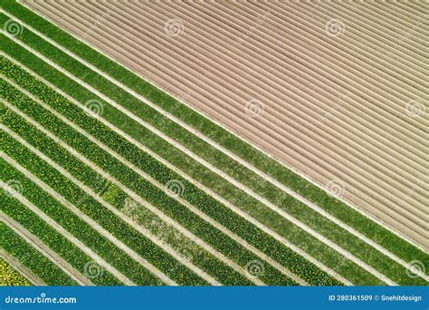 Top Down View Of Diagonal Pattern Of Fields In Netherlands Stock Image