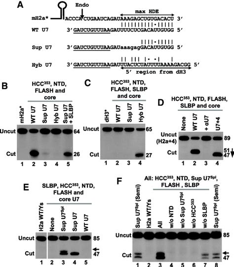 Cleavage Of Mh2a Histone Pre Mrna By Recombinant U7 Snrnp Depends On