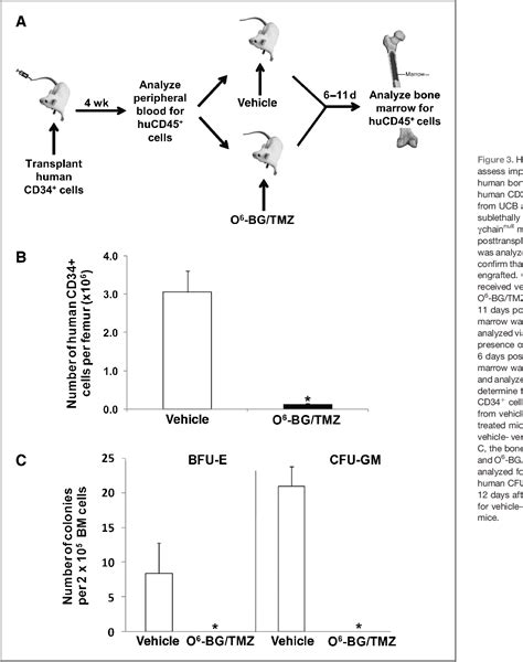 Figure 3 From Humanized Bone Marrow Mouse Model As A Preclinical Tool