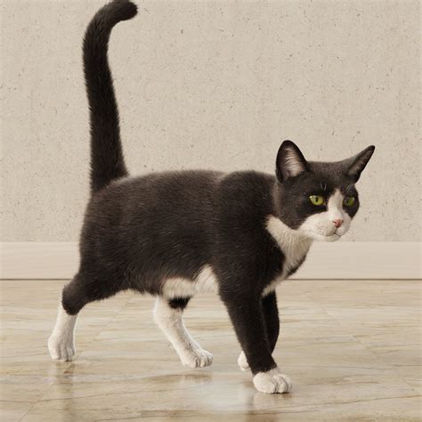 cat tuxedo rigged animated 3d model animated rigged cgtrader