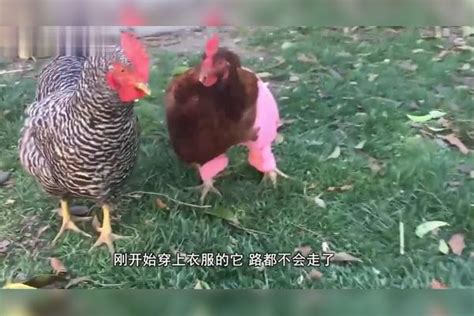 鸡岔开腿蹦跶跳起来叼果子吃网友戳中了我的萌点 果子吃 网友