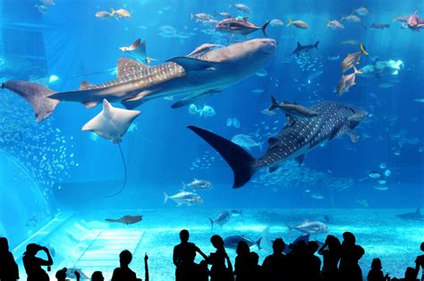 目指せ海の生き物博士子どもの好きを究められる水族館3選 BRAVAブラーバ