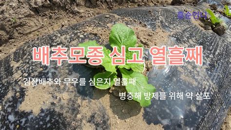 배추모종 심고 열흘째 입니다 Youtube
