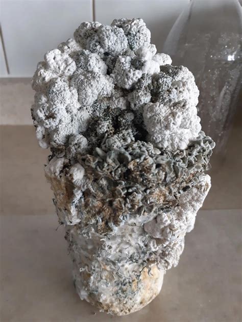 Cubensis Enigma Blobbrain Clone Had A Bit Of Bacteria On The Tissue