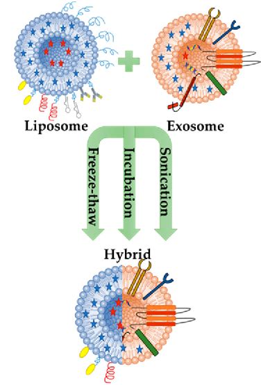 Figure 2 From Engineering Smart Targeting Nanovesicles And Their