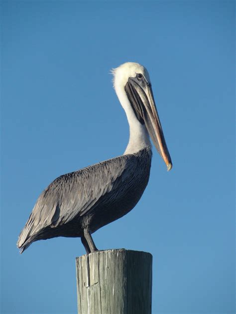 Free Images Nature Bird Wing Fence Post Sky Wood Lake Animal