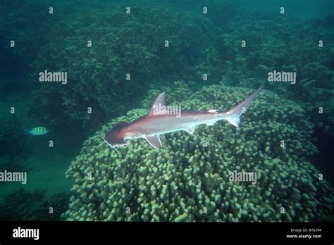 Scalloped Hammerhead Pup Sphyrna Lewini Kaneohe Bay Oahu Hawaii N