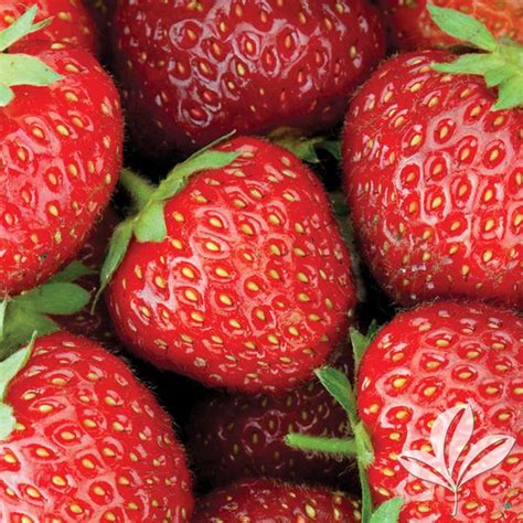 Fragaria Fragaria X Ananassa Allstar Allstar Strawberry From