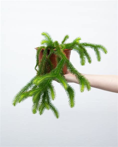 Huperzia Squarrosa Fine Form Ampel Online Kaufen Farnwerk Design
