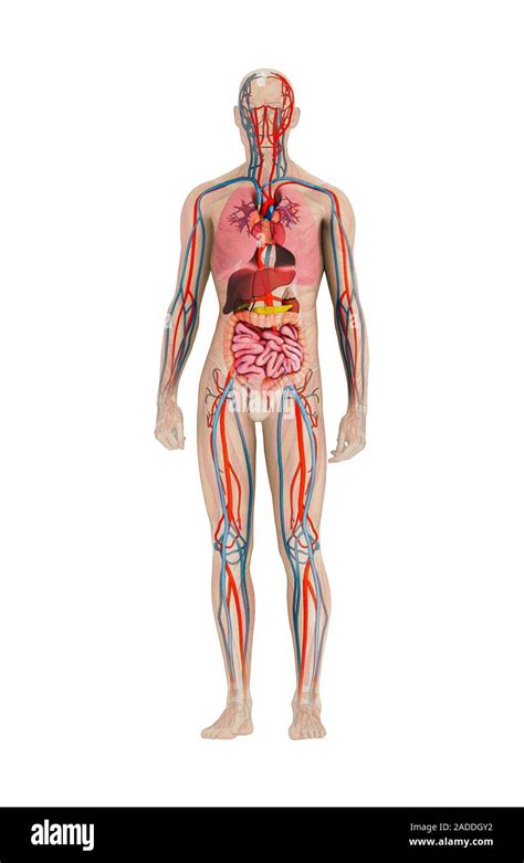 Lanatomie Humaine Illustration Montrant Les Organes Et Les