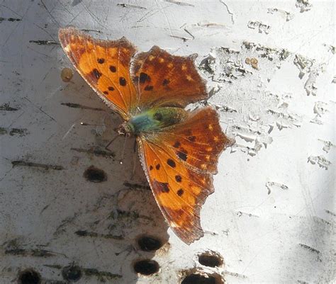 Polygonia Comma Eastern Comma Prairie Haven