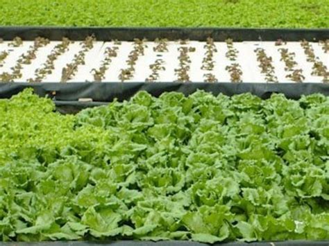Decoupled Aquaponics Kenya Tgs Agribusiness Solutions