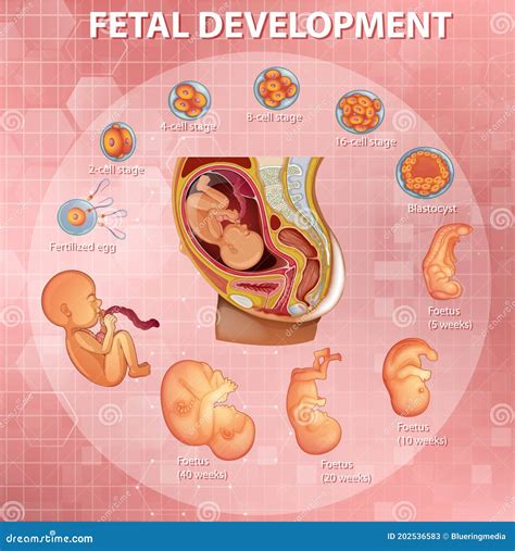 Stages Of Human Fetal Development Schematic Vector