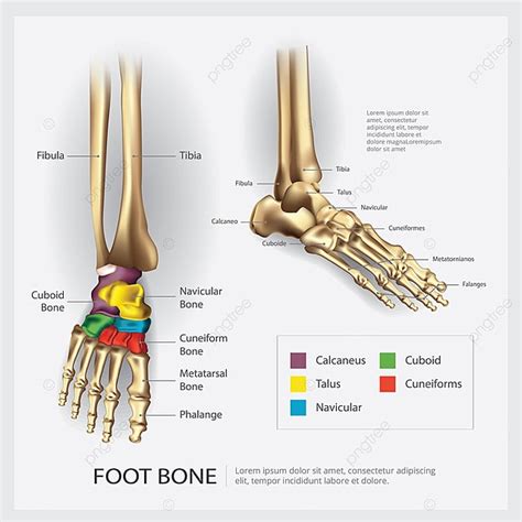 Gambar Tulang Kaki Dan Templat Vektor Infografis Kaki