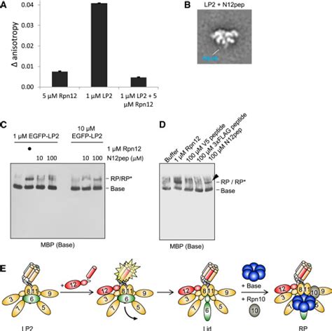 Engagement Of The Lid Helical Bundle By The Rpn12 C Terminal Helix
