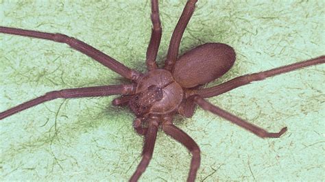 How To Identify And Get Rid Of Dangerous Brown Recluse Spiders